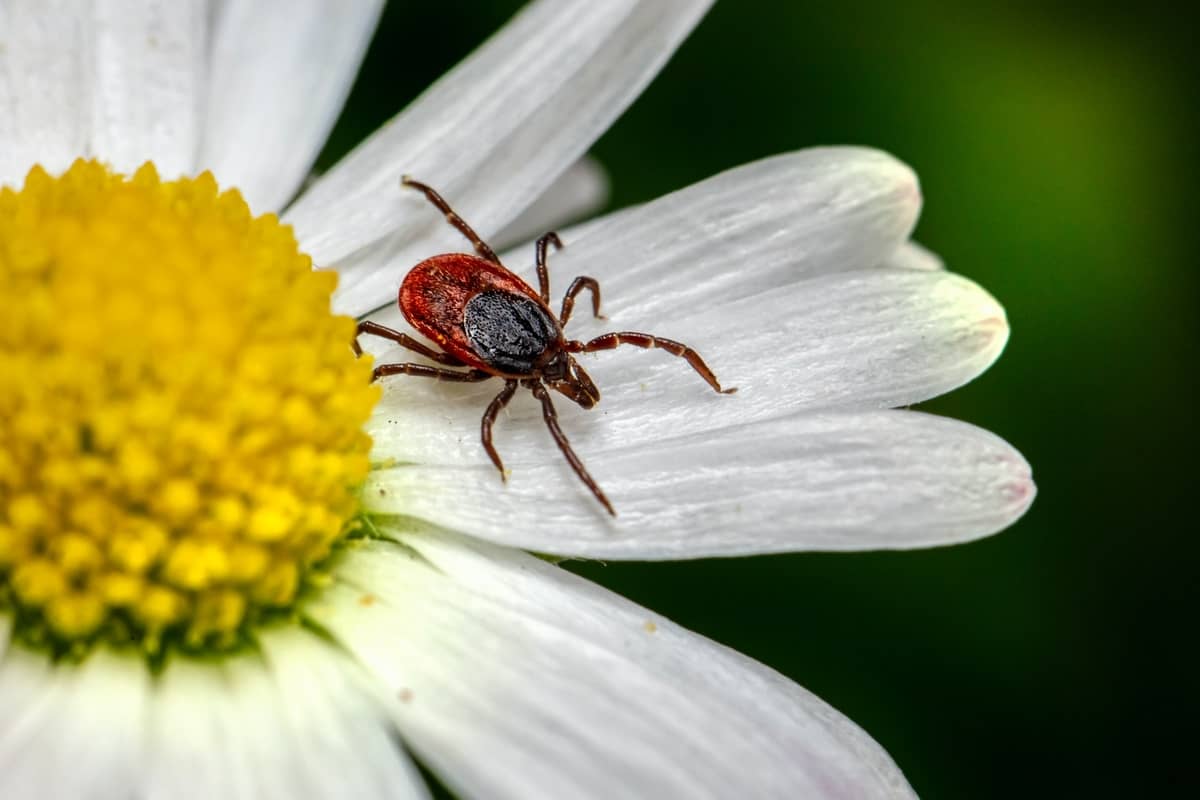 How to Keep Ticks Away From You and Your Campsite